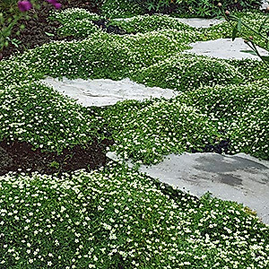 Outsidepride Perennial Irish Moss Low Growing, Mat Forming, Ground Cover Great Between Flagstones - 10000 Seeds