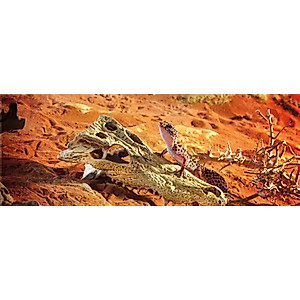 Exo Terra Terrarium Decor Croc Skull LQ, for Reptile and Amphibians