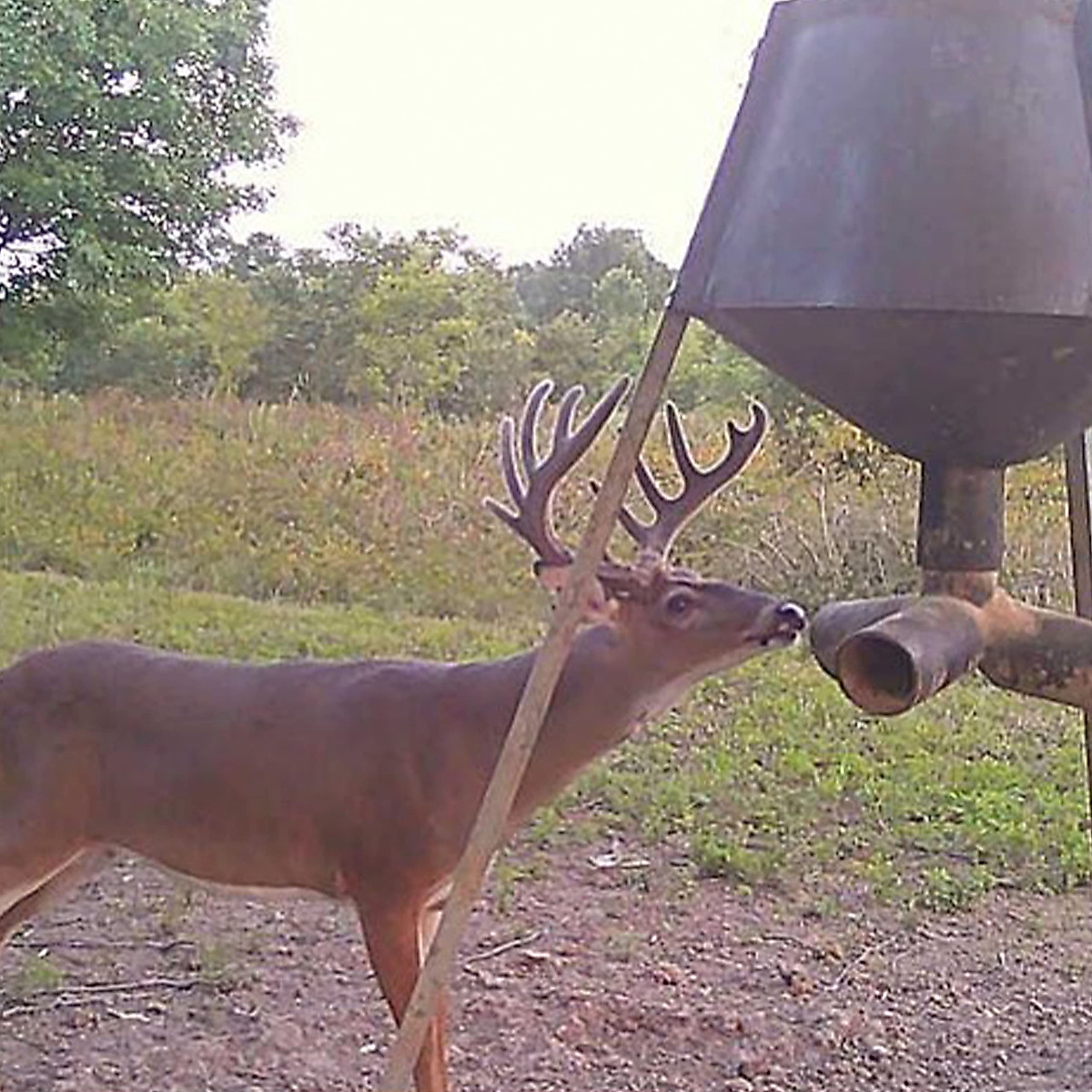 Backwoods Premium Wildlife Products Magic Meal Apple Attractant - 5.5 lb. Bag