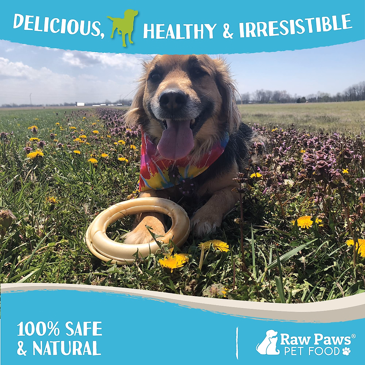 Raw Paws Compressed Rawhide Rings for Dogs, 6-inch, 5-Count - Packed in The USA - Rawhide Ring for Dogs - Digestible Rawhide Donuts - Natural Hide Dogs Chews - Natural Puppy Teething Rings