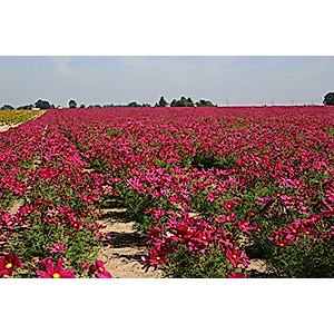 "Dwarf Red" Cosmos Flower Seeds for Planting, 100+ Heirloom Seeds Per Packet, (Isla's Garden Seeds), Non GMO Seeds, Scientific Name: Cosmos Bipinnatus, Great Home Flower Garden Gift