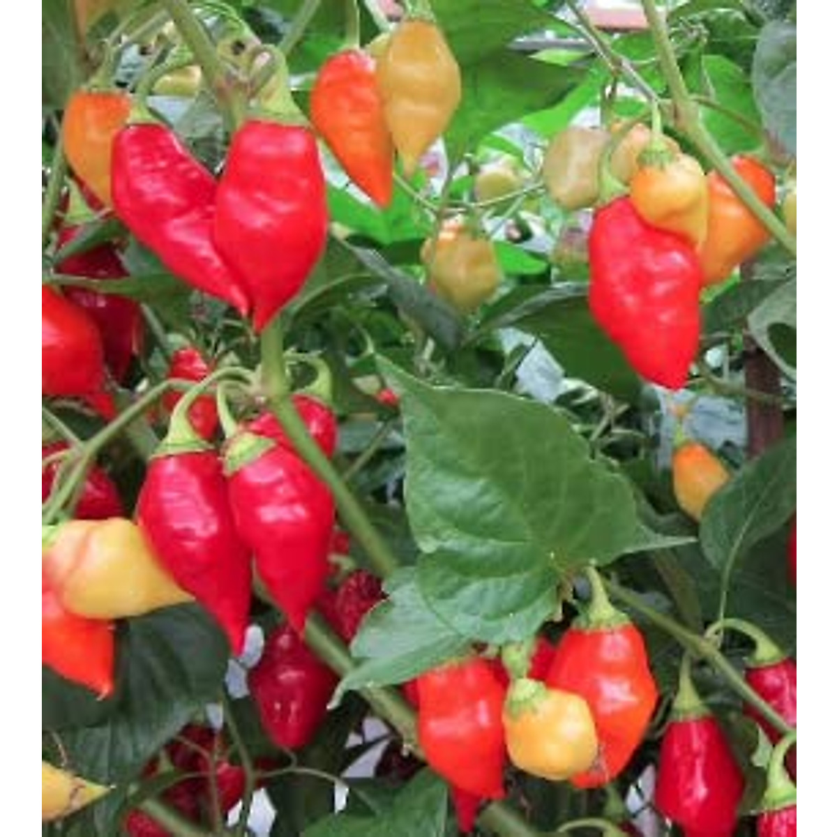 Santa Fe Grande Pepper Seeds for Planting, 50+ Heirloom Seeds Per Packet, (Isla's Garden Seeds), Non GMO Seeds, Botanical Name: Capsicum annuum, Great Home Garden Gift