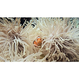 Underwater DVD- The Living Ocean - Relaxing Scenes of the Underwater World