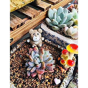 MUAMAX 2 Packs Fairy Garden Mushroom Small Figurines Miniature Garden Mushrooms Fairy Garden Mushrooms Small Little Tiny Mushroom Ornaments Micro Mushroom Figurines Plants Bonsai Craft Decor