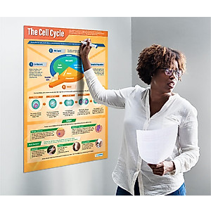 Daydream Education The Cell Cycle Poster - Gloss Paper - LARGE FORMAT 33” x 23.5” - STEM Classroom Decoration - Bulletin Banner Charts