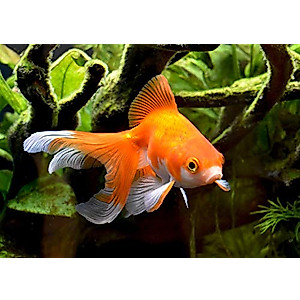 Seachem AmGuard 250ml