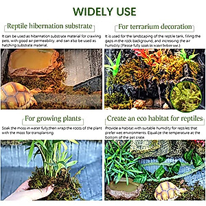 Hamiledyi Reptile Forest Moss,Premium Sphagnum Moss Reptile Terrarium Substrate Moss Bedding for Bearded Dragon Lizard Chamelon Gecko Iguana Snake Tarantula(100g/3.5 Oz)