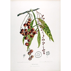 Otophora Alata [lunan nut]