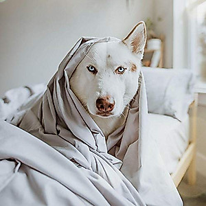 PeachSkinSheets Brushed Silver Sheet Set - 1500tc Level of Softness - Extra Soft Cooling Sheets for Hot Sleepers and Night Sweats - Queen Size