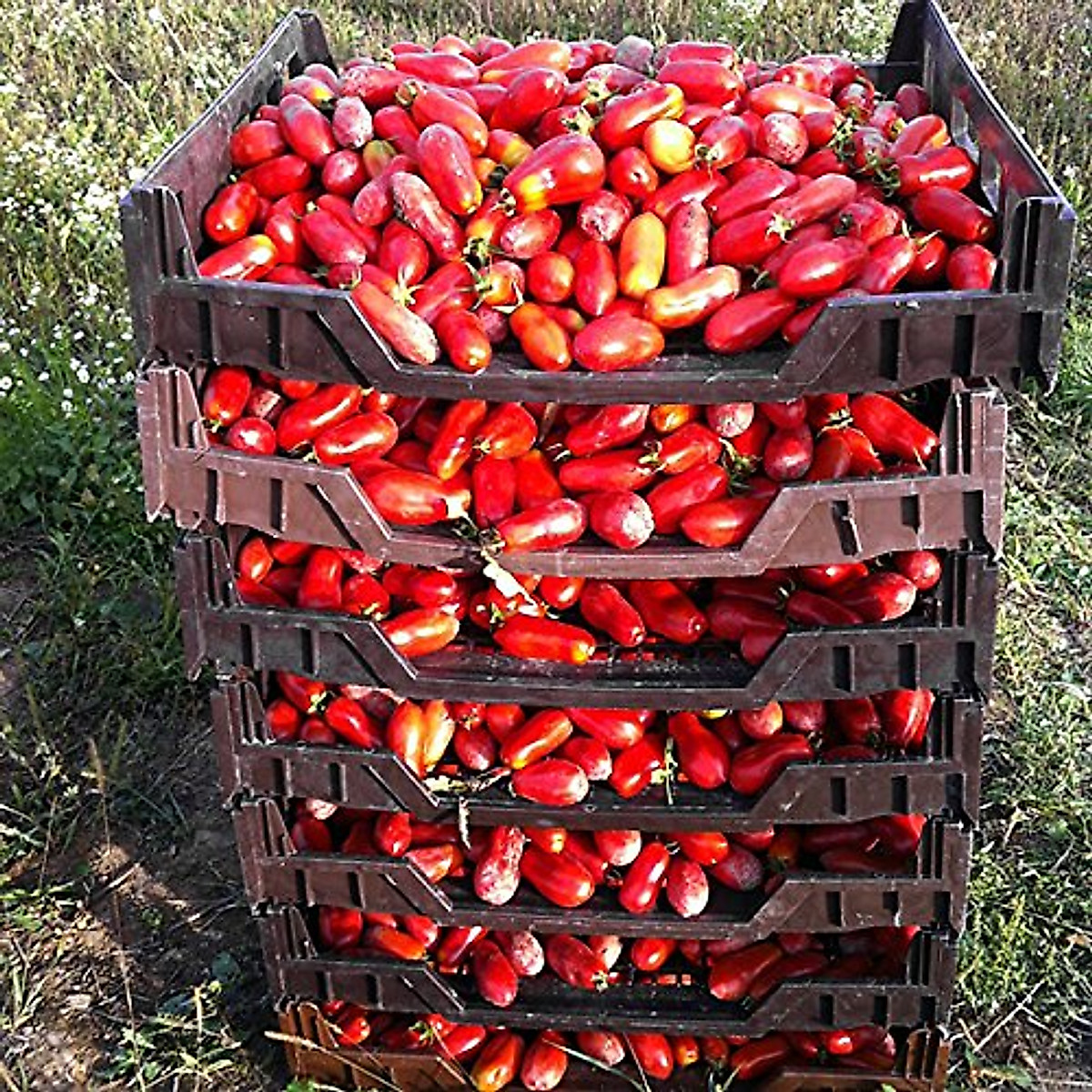 30+ Italian San Marzano Paste Tomato Seeds, Heirloom Non-GMO, Indeterminate, Open-Pollinated, Productive, Delicious, from USA