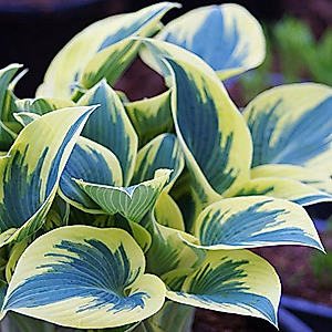 First Frost Hosta - Perennial Shade Garden Flower Bulb Root, Blueish Green and White Leaves