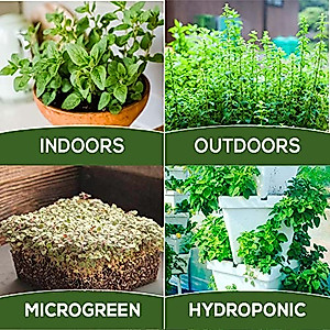 Oregano Seeds for Planting Home Garden Herbs - Individual Pack of 300+ Heirloom Seeds, Suitable for Outdoors, Indoors, and Hydroponics - Non-GMO, Non-Hybrid, Untreated, and USA Grown Variety