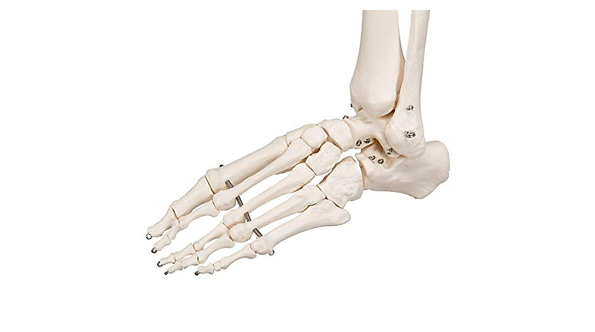 3B Scientific A10 Stan Skeleton with Stand | Human Anatomy Model