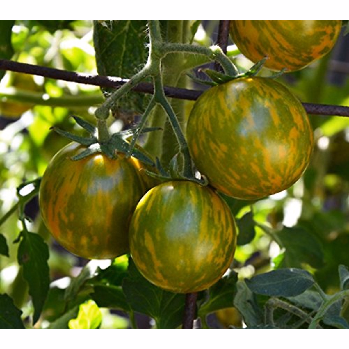 "Green Zebra" Tomato Seeds for Planting, 50+ Heirloom Seeds Per Packet, (Isla's Garden Seeds), Non GMO Seeds, Botanical Name: Solanum lycopersicum, Great Home Garden Gift