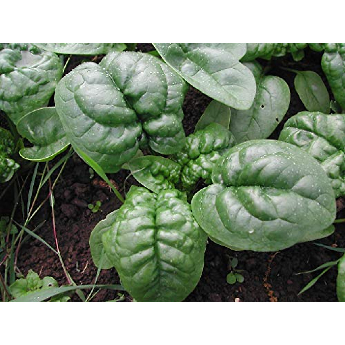 300 Bloomsdale Long Standing Spinach Seeds Heirloom Non GMO 3.5+ Grams Garden Vegetable Bulk Survival
