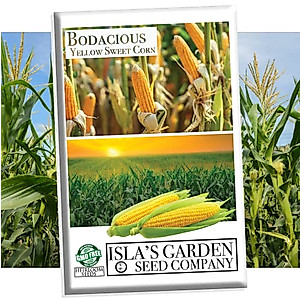 Bodacious RM Sweet Yellow Corn Seeds for Planting, 50+ Seeds Per Packet, (Isla's Garden Seeds), Non GMO Seeds, 90% Germination Rates, Scientific Name: Zea Mays, Great Home Garden Gift