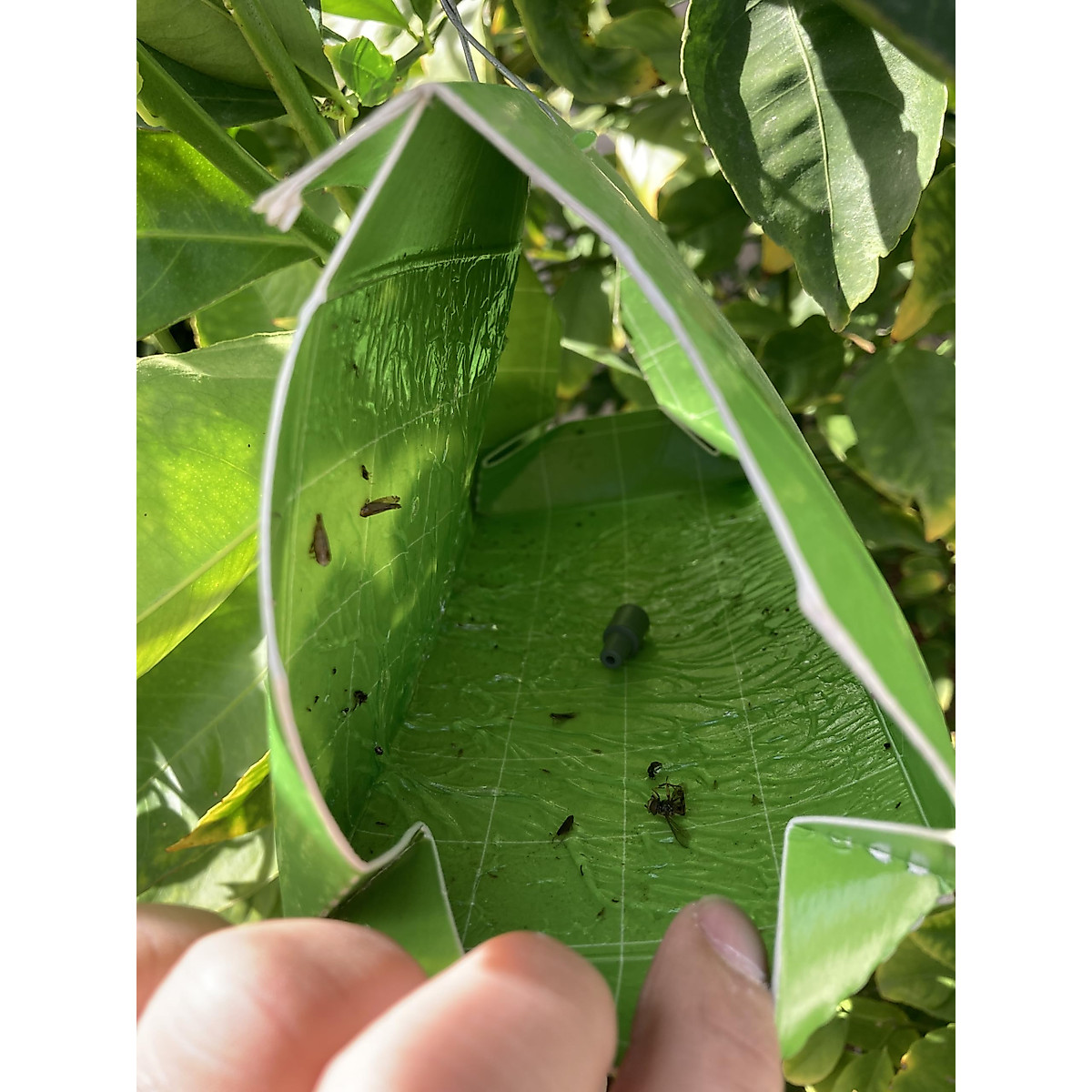 Trece Citrus Leafminer Trap Kit - 3 Pack