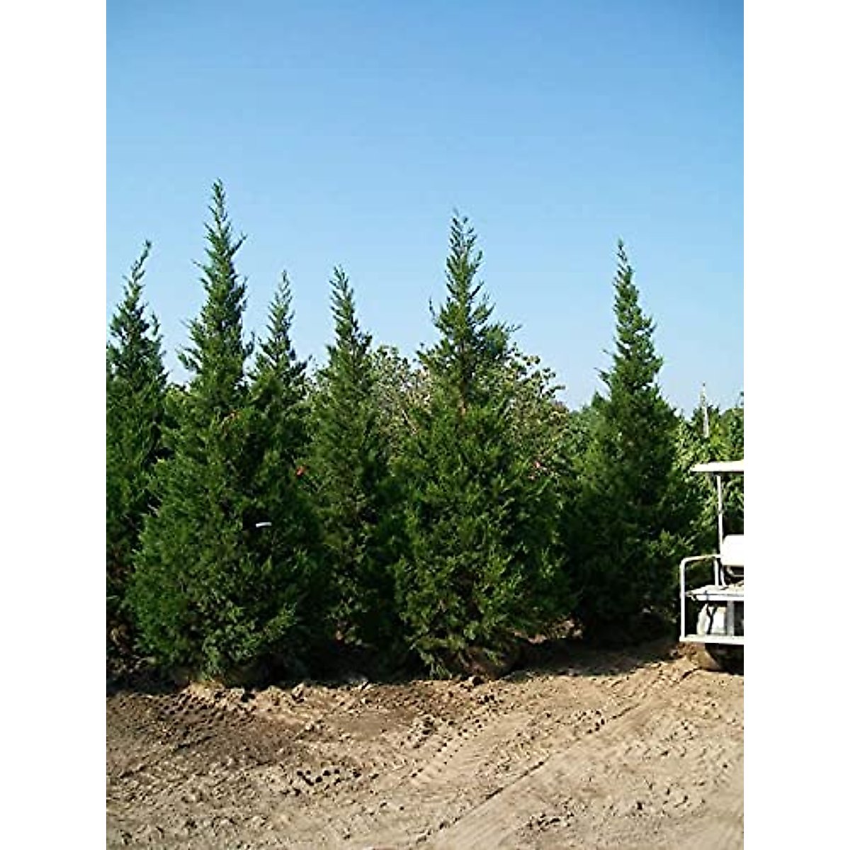 Hetzi Juniper | 3 Live Gallon Size Trees | Juniperus Chinensis | Drought Tolerant Cold Hardy Evergreen Privacy Screening Plants