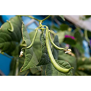 Provider Bush Green Bean Seeds for Planting, 30+ Heirloom Seeds Per Packet, (Isla's Garden Seeds), Non GMO Seeds, Botanical Name: Phaseolus vulgaris, Great Home Garden Gift