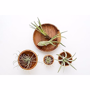 Tillandsia Air Plants Live Indoor Plants (12PK), Airplants Variety Live Plant Kit, Tropical Plants Live Houseplants, Air Plant Live Succulents Plants Live Plants Indoor House Plants by Plants for Pets