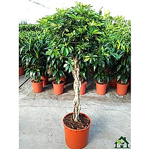 Umbrella Tree - 'Gold Capella' Live Braided Schefflera Arboricola - Florist Quality - Beautiful Indoor Tree - 3 Feet Tall