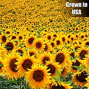 Old Potters Wildlife Striped Sunflower Seeds 3 lbs for Birds and Wildlife, Non-GMO & USA Grown, Attracts Birds (3 Pounds)