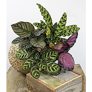 Calathea Prayer Plants Live House Plants Kit (4 PK), Calathea Plant Live Indoor Plants Live Houseplants, Live House Plants Indoors Live Plants Indoor, Live Indoor House Plants Live by Plants for Pets