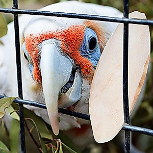 Parrot Chew Toy - Bird Cuttlebone Toys Natural Cuddle Bone Chewing Cuttlefish Bone Calcium Chewing Molar Parrot Trimming Toy for Conures Parakeets Cockatiel Macaw