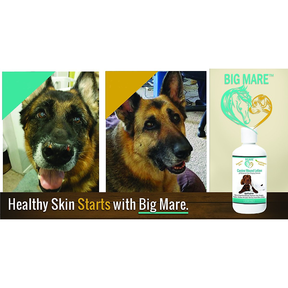 Big Mare Canine Wound Lotion Antibacterial/Antifungal. Clinically Proven Effective for Hot Spots, Open Wounds, Stitches, Yeast, Flea Irritation, Bug Bites & More. Veterinary Approved & Recommended