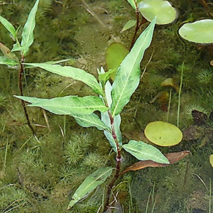 CHUXAY GARDEN 1000 Seeds Persicaria Hydropiper,Water Pepper,Marshpepper Knotweed,Arse Amart,Tade Annual Herb Plant Edible Decorative Spices Tingling Taste Great for Cooking