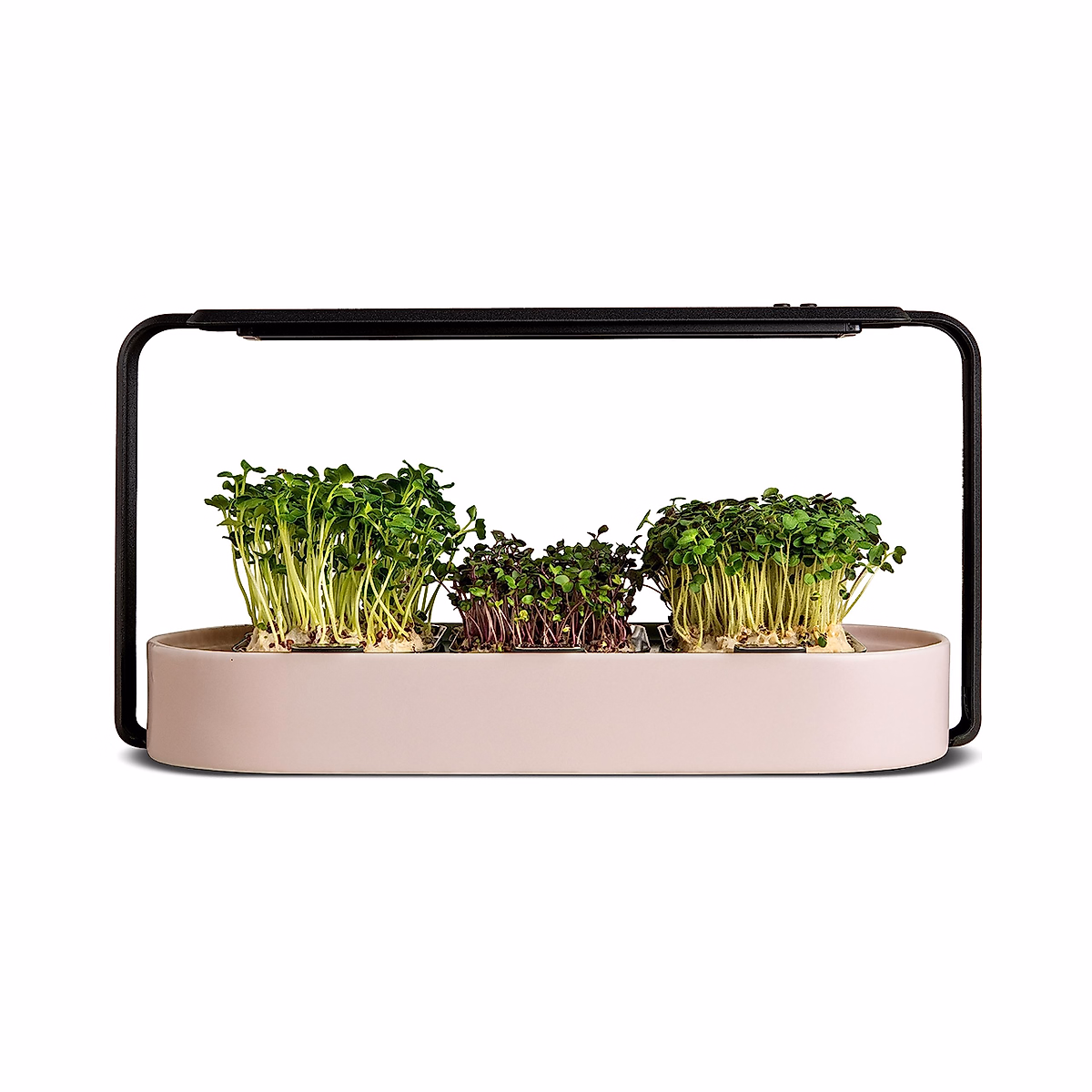 ingarden Microgreens Growing Kit - Organic Superfood Sprouting Seed Pads (3) | Auto 4-Stage LED Grow Lights & Hydroponic Watering System | Chic Steel Frame & Ceramic Bowl, Plastic-Free [Rose]