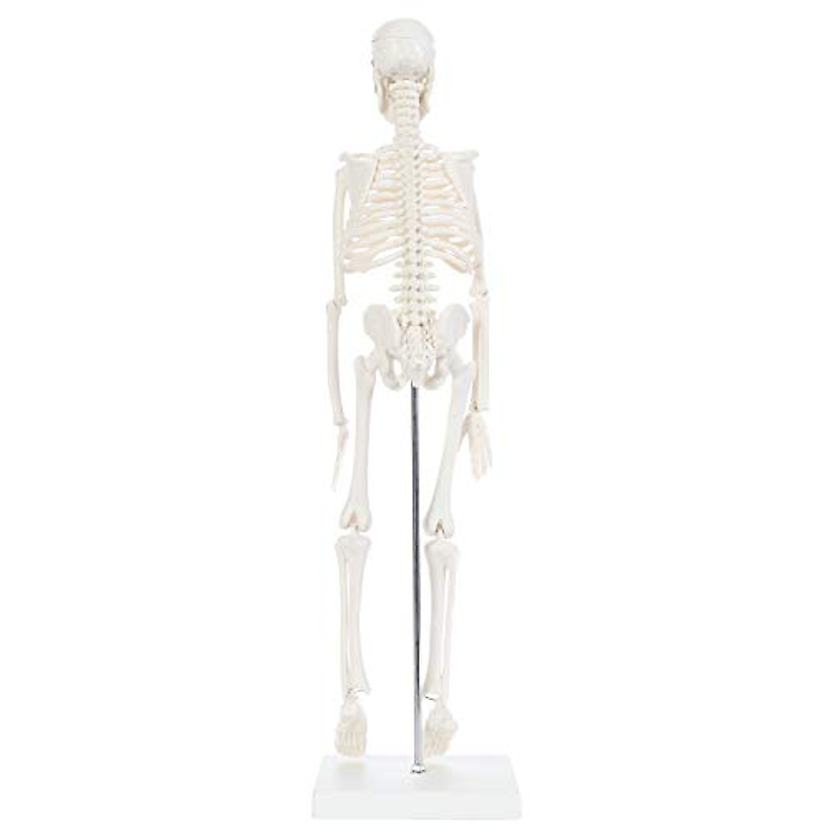Anatomy Lab Human Skeleton Model, 19" Desktop Skeleton Has Movable Arms and Legs, Details Basic Human Skeletal System with Display Stand