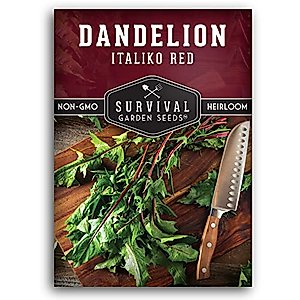 Survival Garden Seeds - Italiko Red Dandelion Seed for Planting - Packet with Instructions to Plant and Grow Nutritious Italian Chicory Greens in Your Home Vegetable Garden - Non-GMO Heirloom Variety