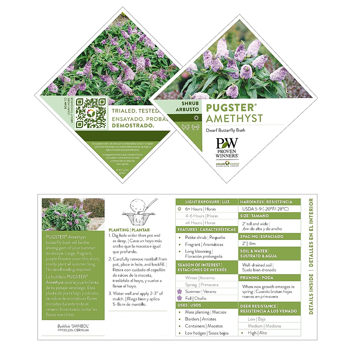 2 Gal. Pugster Ameythst Buddleia Shrub