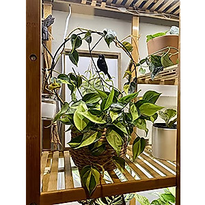 TKRSRK 2 Pcs Iron Garden Trellis for Climbing Plants, 13.6" Rust-Proof Small Trellis for Indoor Potted Plants, Round Circle Trellis with Bird, Metal Vine Plant Support Trellis for Vines - Black
