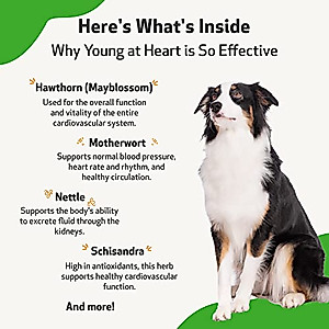 Pet Wellbeing Young at Heart for Dogs - Vet-Formulated - Supports Heart (Cardiovascular) Health - Natural Herbal Supplement 2 oz (59 ml)