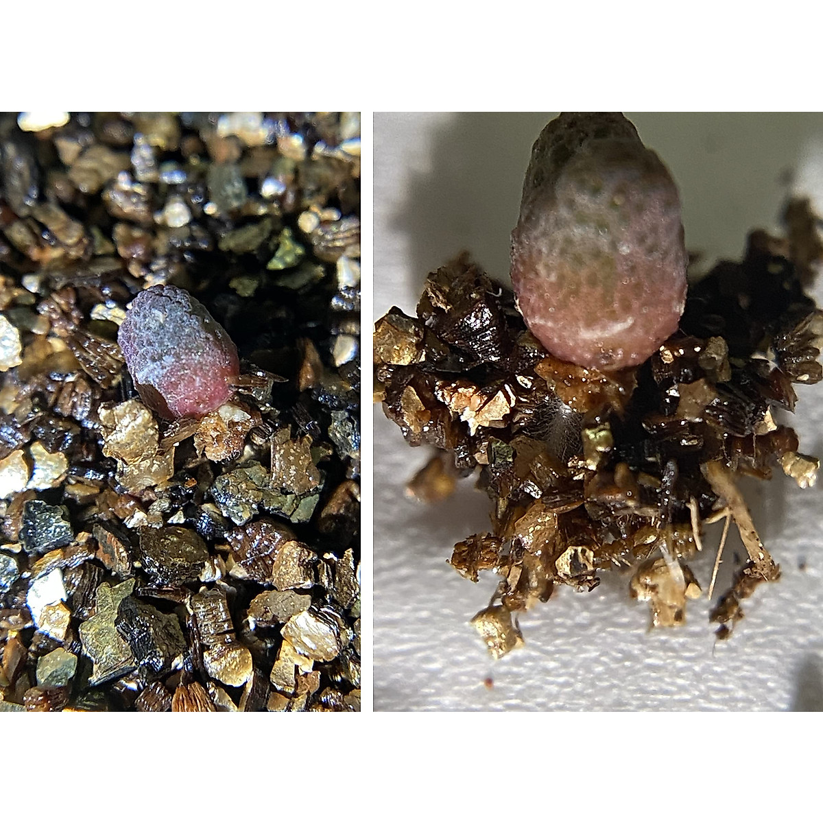 Organic Vermiculite Granules for Plants and Gardening (10 Quarts)