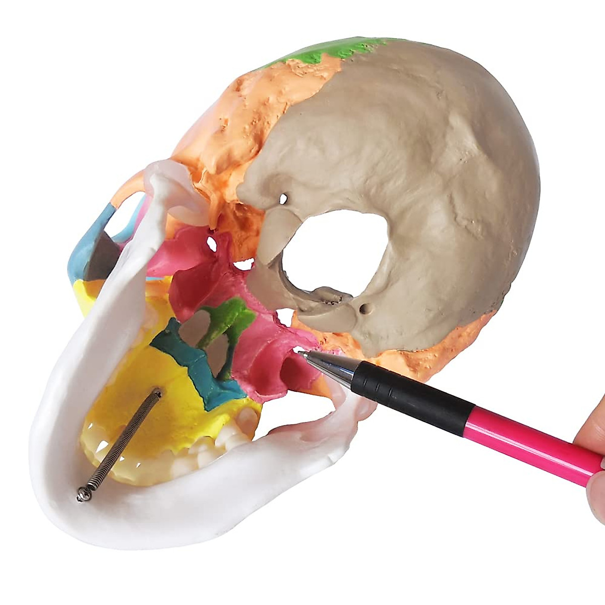 Merinden Painted Human Skull Model, Life Size Replica Medical Anatomy Adult Model with Removable Skull Cap and Articulated Mandible, Full Set of Teeth, 3-Part Didactic Skull Anatomical Model