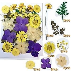 Fbrand 180 Pieces of Real Dry Embossed Flowers with Plant Petals Used for Scrapbook Supplies Card Making Nail Art Picture Frame Decoration soap and Candle
