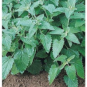 David's Garden Seeds Herb Catnip 9164 (Green) 200 Non-GMO, Heirloom Seeds