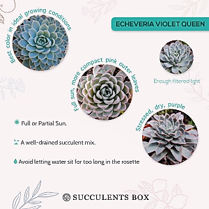 Echeveria Violet Queen 2" | Healthy Succulent Echeveria Live Easy Care Indoor House Plant, Fully Rooted in 2/4/6 inch Sizes