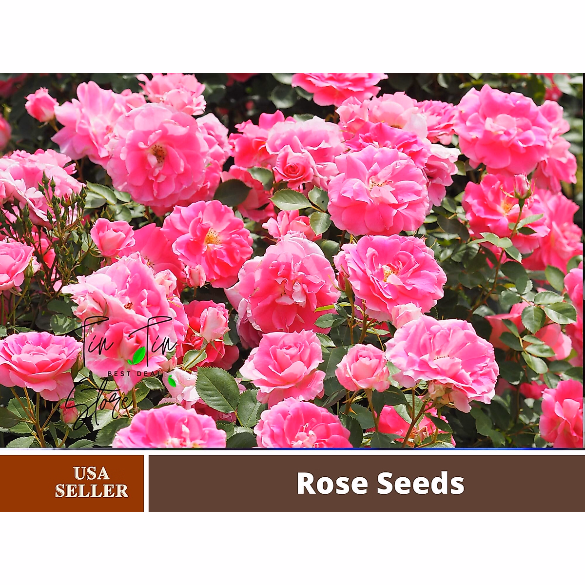30 Rare Seeds-Pink Carefree Wonder Shrub Rose Seeds#1114-Authentic Seeds-Flowers-Rose-Herb Seeds-Vegetable Seeds-Mix Seeds for Plant-B3G1