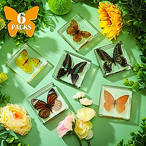 6 Pcs Real Butterfly Specimen Butterfly Paperweight Assortment Framed Butterfly Taxidermy Resin Butterfly Collection Display Science Toys for Home Office School, 6 Styles