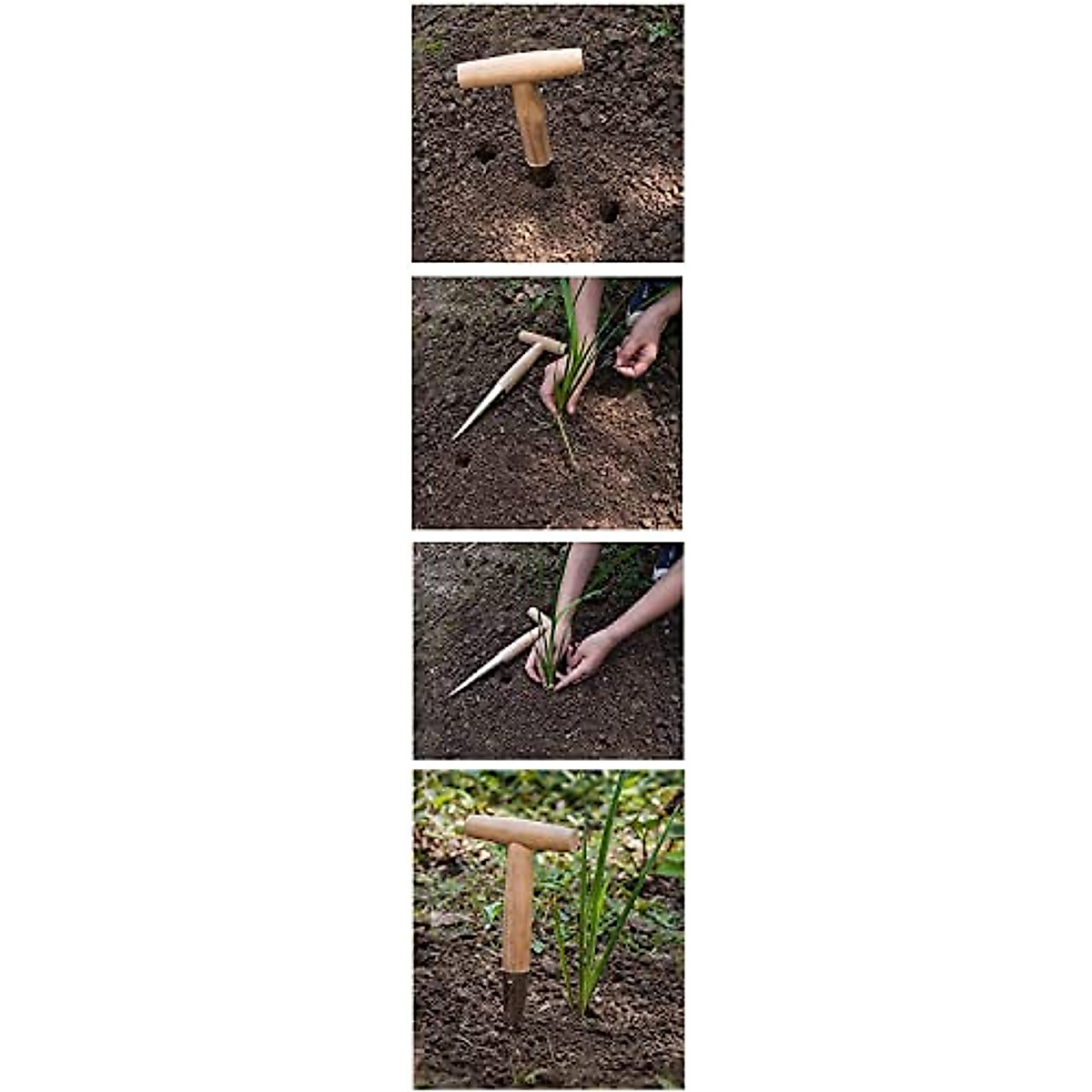 Gardtech Hand Dibber with Wooden Handle, Chrome Coated Stainless Steel Head - Lightweight Sturdy Hand Held Bulb Planter for Tulip Daffodil Crocus Garden Tool (Dibber)