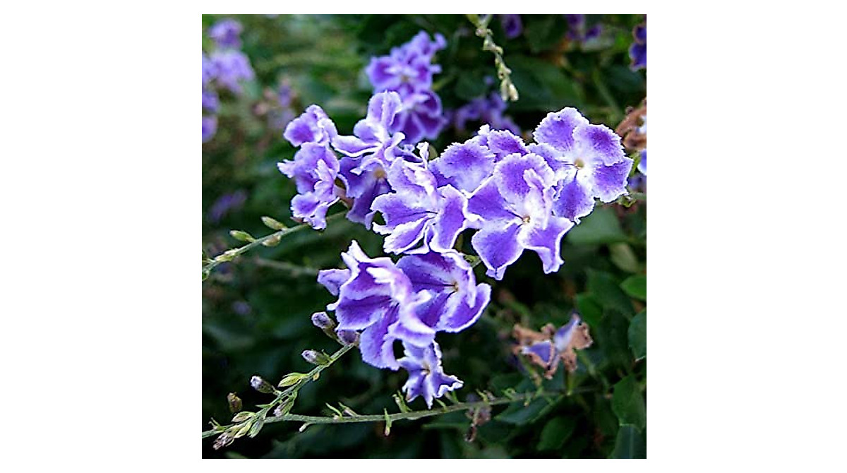 Duranta Erecta Seeds - Vibrant Ornamental Garden Shrub | CHUXAY GARDEN