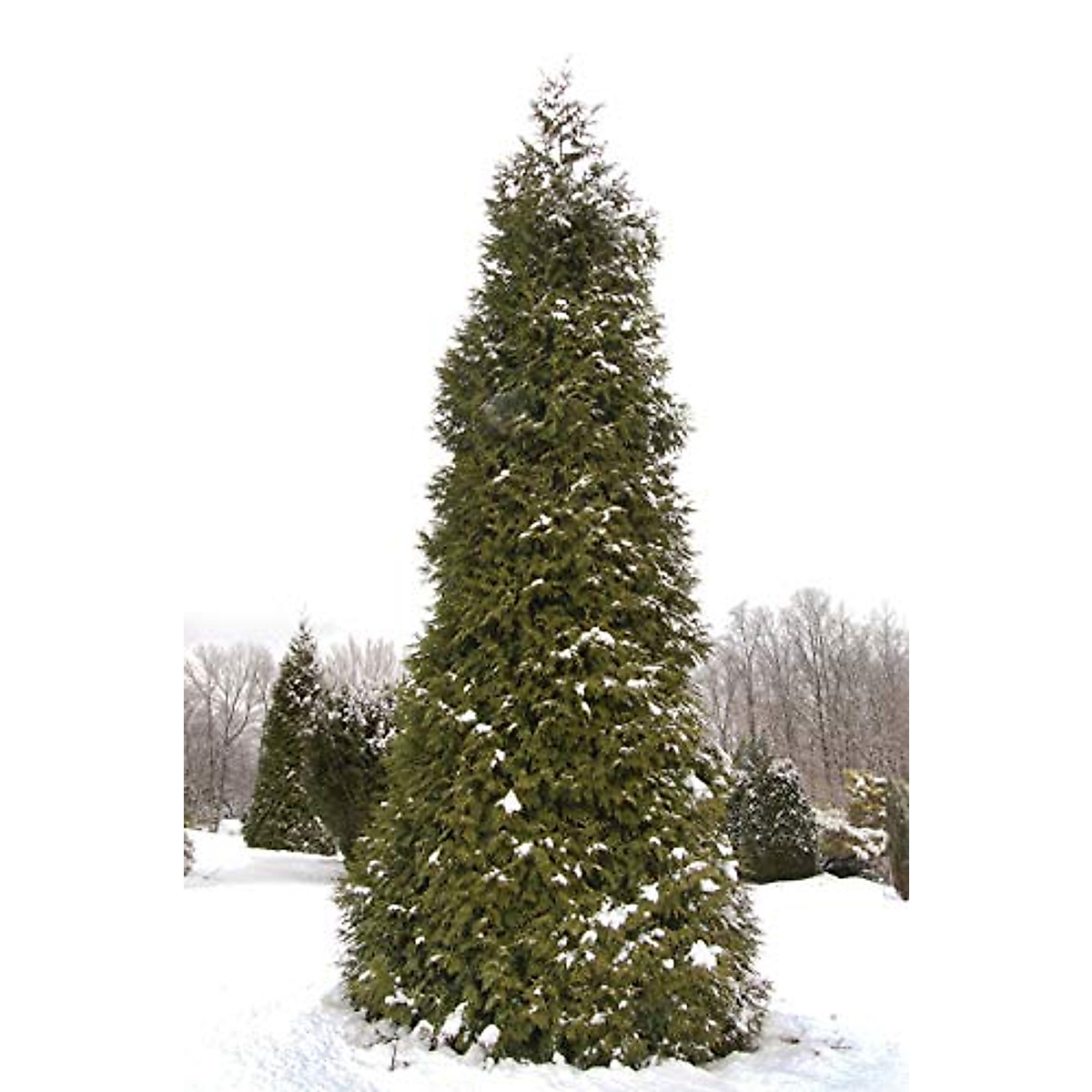 Thuja Plicata 'Green Giant' Arborvitae - 12 Live Quart Size Plants - Live Evergreen Privacy Tree