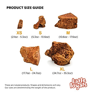 Little Loyals |100% Natural Premium Heather Wood |Dog Chew Toy |Long Lasting Treat |Odorless |Fully Digestible |Gluten Free |Grain Free |for Aggressive Chewers |Dental Care (Medium)