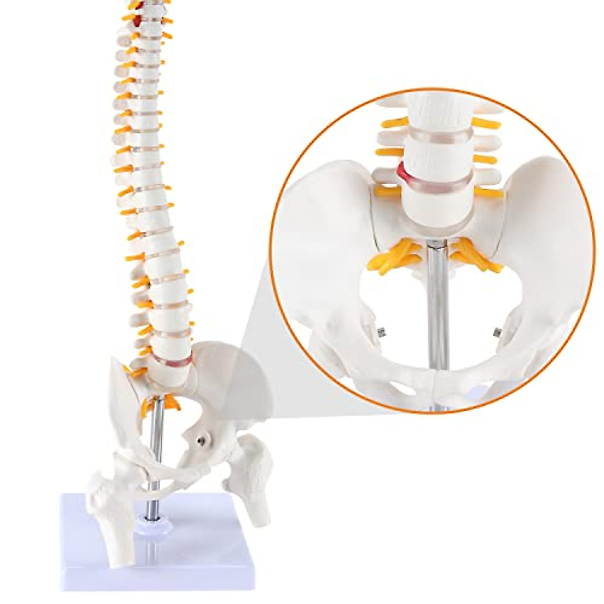 HINGONS Miniature Spine Anatomy Model, 15.5" Mini Vertebral Column Model Details Vertebrae, Spinal Nerves, Lumbar & Pelvis, with Stand for Medical Students and Chiropractors (Includes Product Manual)