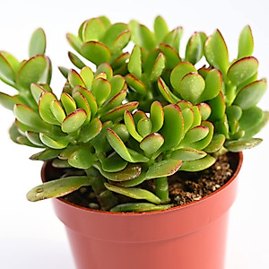 Live Jade Succulent Plant – Crassula Ovata Jade Succulent - Fully Rooted 4-Inch Jade Succulent