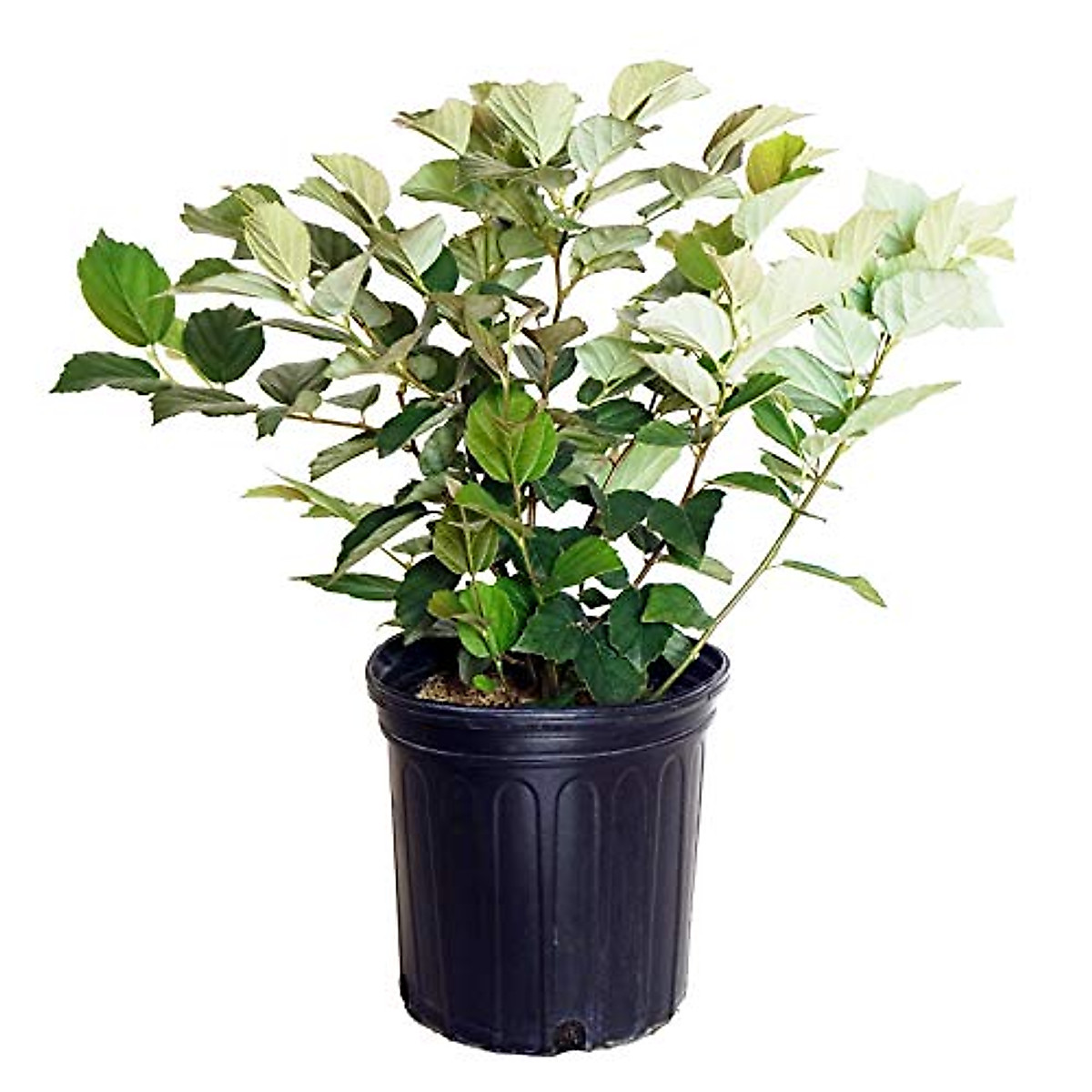 Fothergilla major 'Mt. Airy' (Fothergilla) Shrub, white flowers, #2 - Size Container